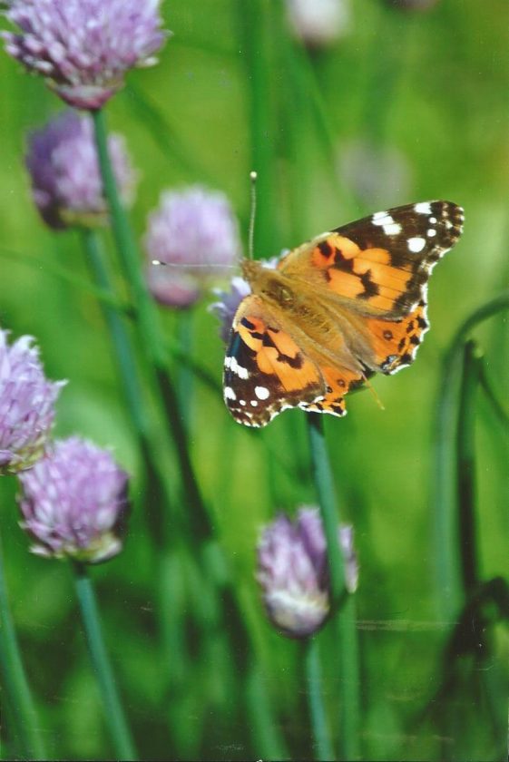 The butterflies are back in the Northwoods | News, Sports, Jobs - Daily ...